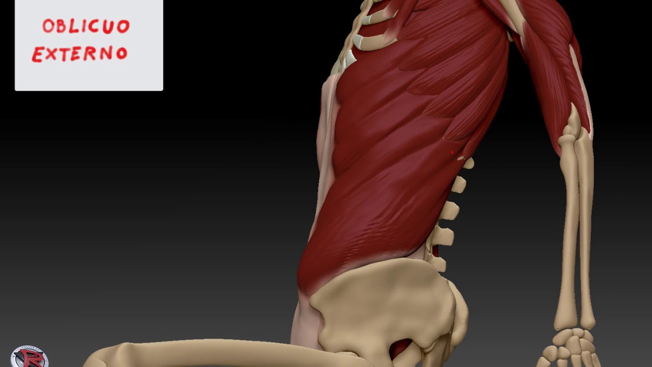 Anatomí­a 3D para artistas #6 oblicuo externo - YouTube