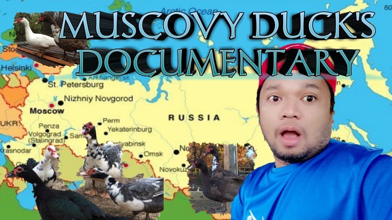 MUSCOVY DUCKS 'DOCUMENTARY' |WHERE DID IT CAME FROM #muscovyducks - YouTube