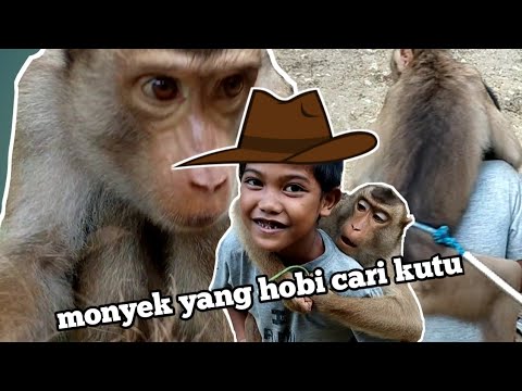 Monyet jinak punya hobi nyari kutu-Mantap jiwa