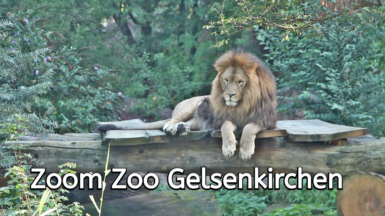 Zoom Zoo Erlebniswelt // Gelsenkirchen // Afrika - YouTube