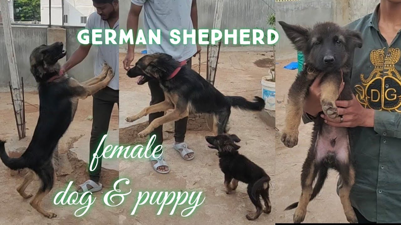 German shepherd female dog available in Hyderabad | German shepherd ...