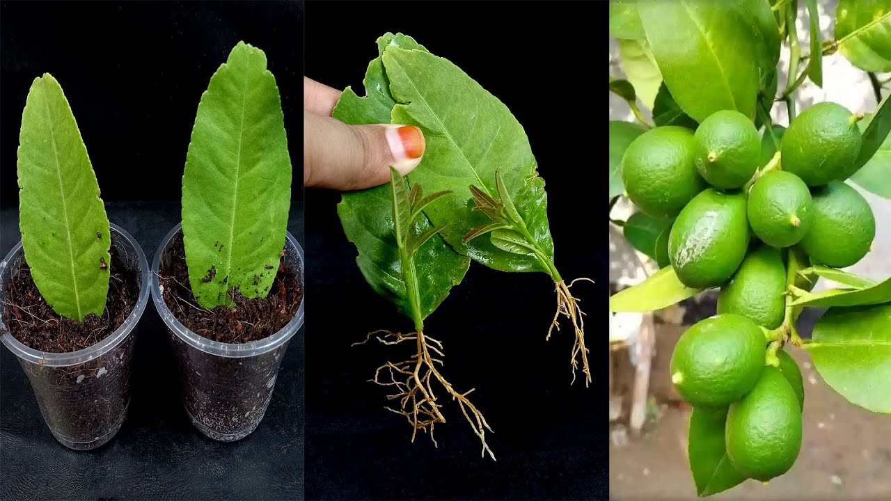 How to grow lemon trees from lemon leaves - With 100% Success - YouTube