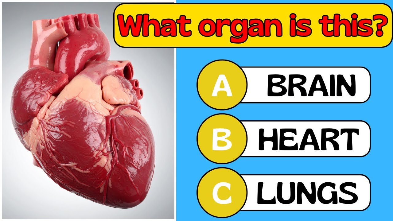 Human Body Parts Quiz for Kids 🧠| Picture Quiz | Learn Body Parts - YouTube