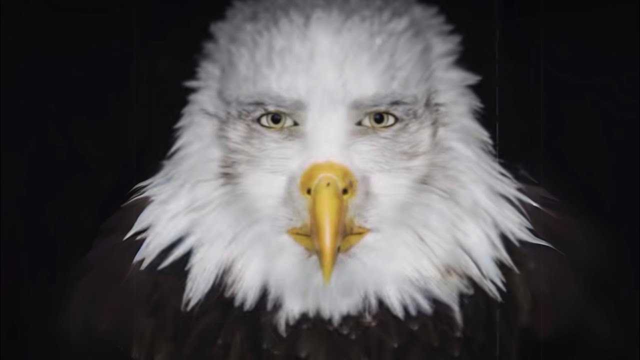 Oni Chan I Have A Dih - YouTube