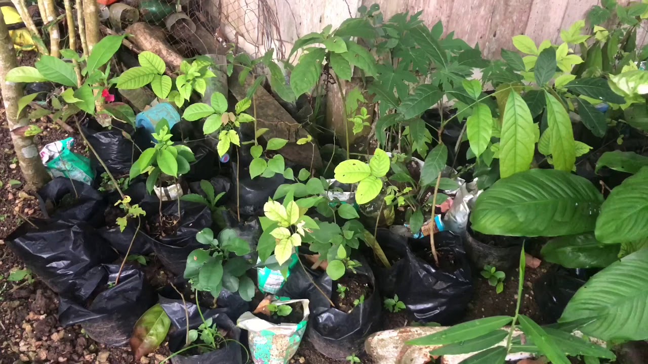 DIFFERENT KINDS OF FRUIT TREES READY TO PLANT | FARMING IN BOHOL ...