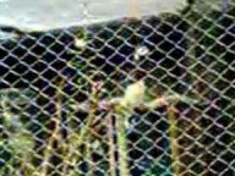 Dhanesh Bird - YouTube