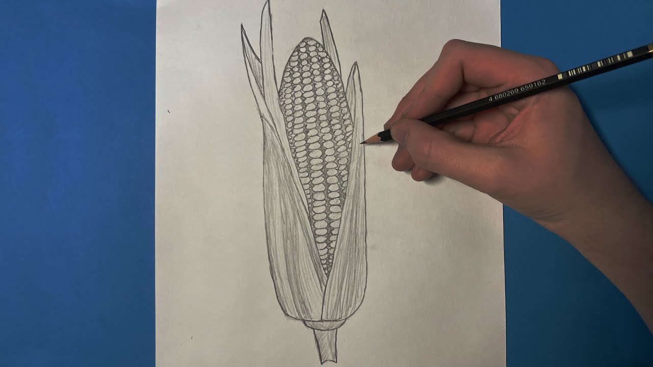 How to Draw Corn (Step by Step) - for Beginners. Pencil Sketch - YouTube