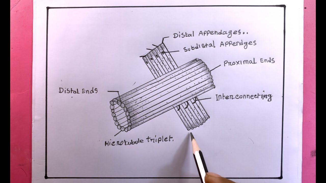How To Draw Centriole Step By Step/Centriole Drawing - YouTube