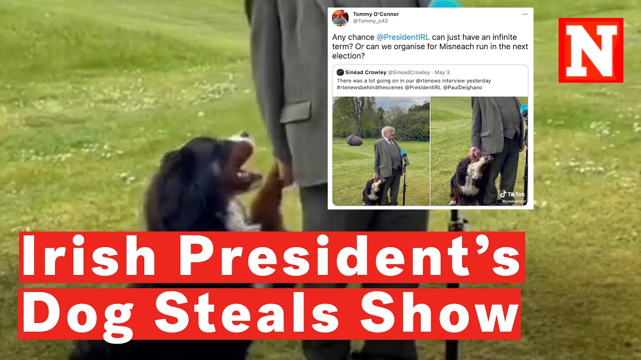 Irish President's Adorable Dog Steals The Show (And Our Hearts) During ...