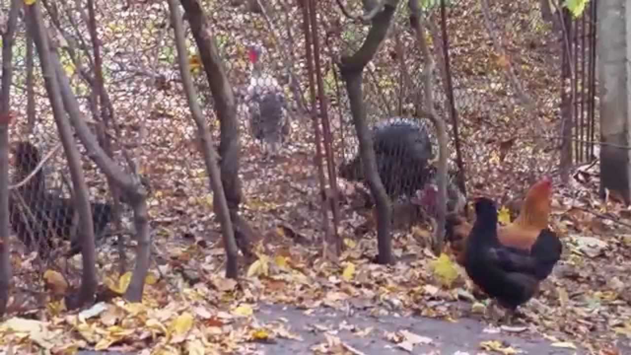 Turkey vs Rooster in Dispute over property. - YouTube