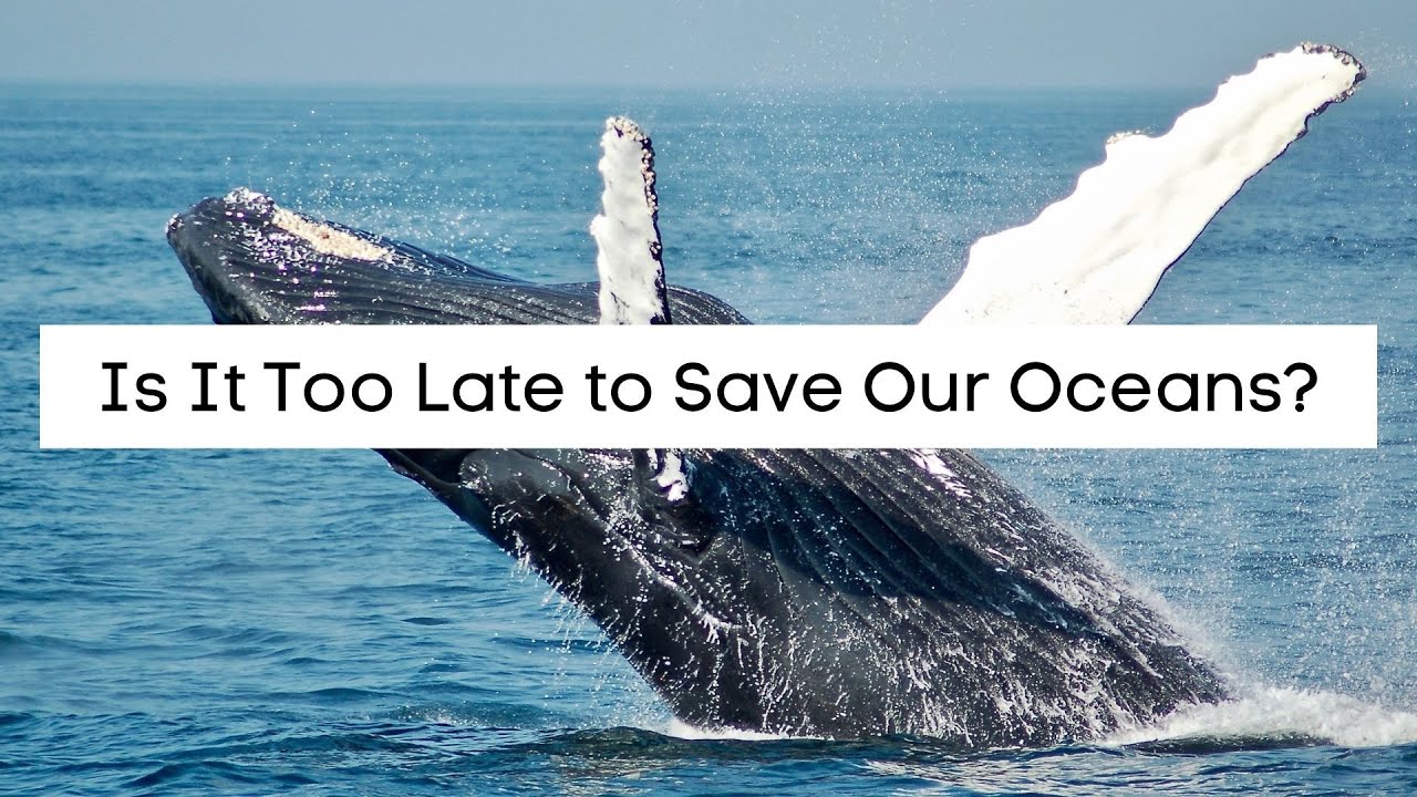 Cassia Patel and Oceanic Global: Is it too late to save our oceans ...