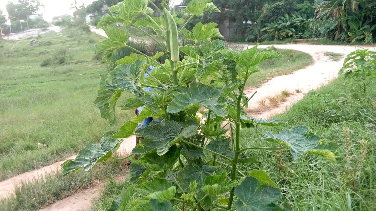 Kasambala mtaalam: tofauti ya kibamia na mibamia - YouTube