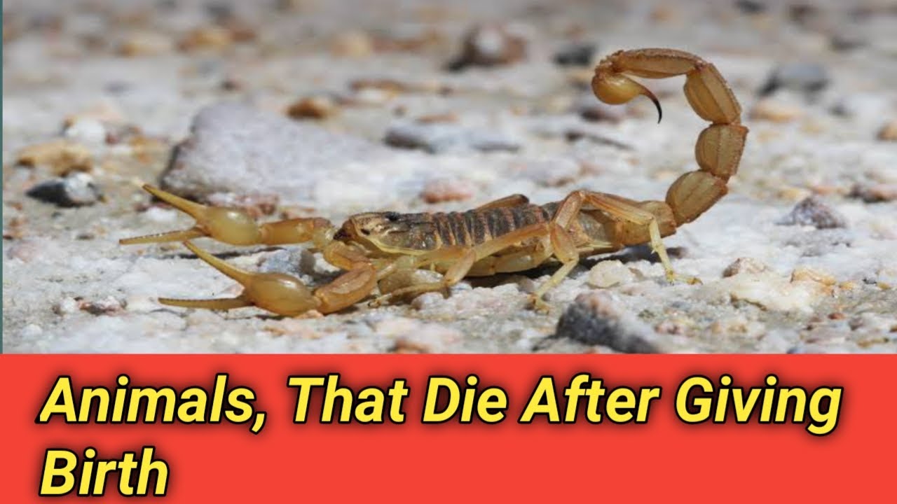 5 Animals That Die After Giving Birth - YouTube