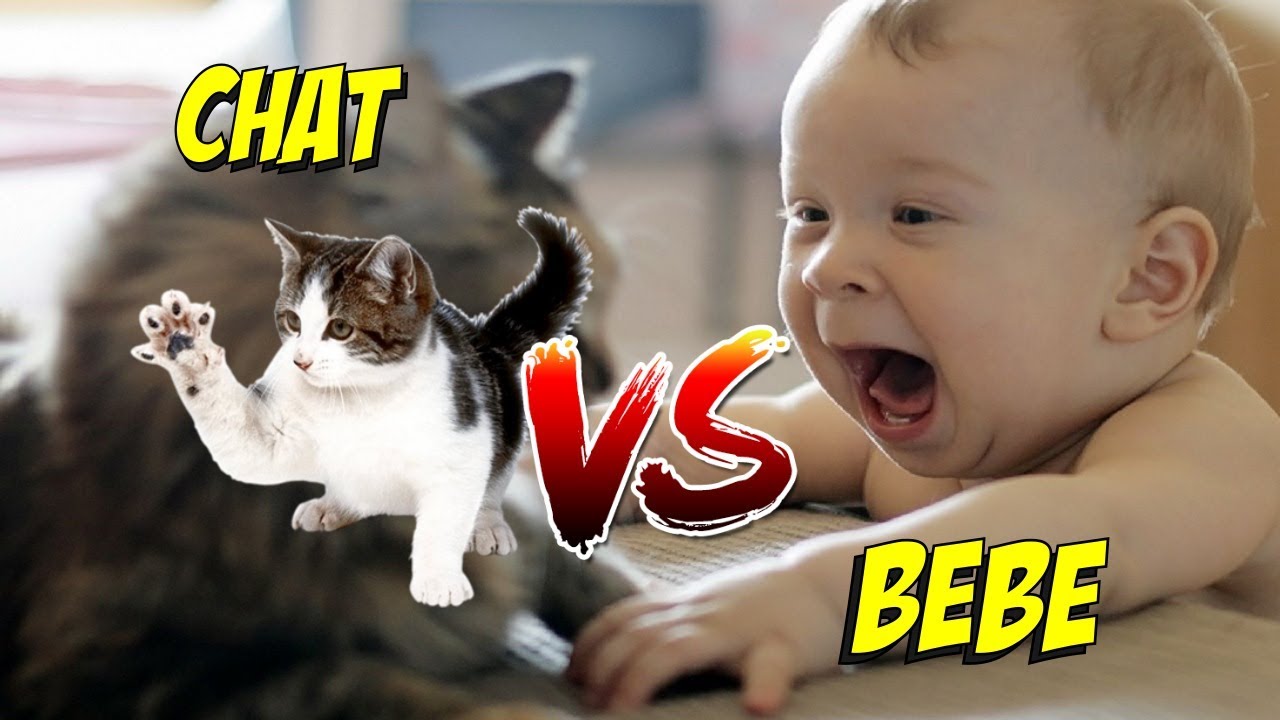 Compilation CHAT vs Bébé qui rigole #01 - YouTube