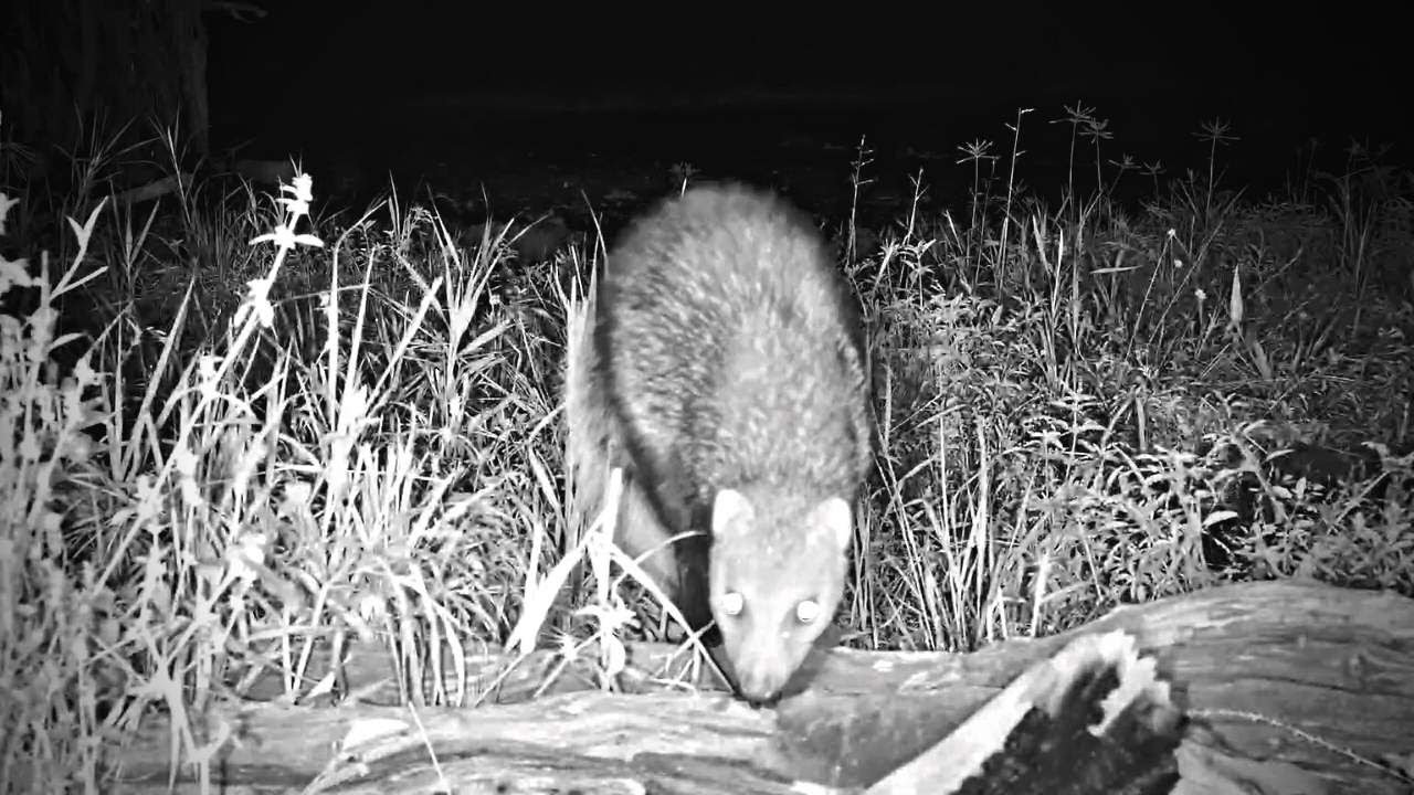 Mongoose Walks Infront Of Camera In Kenya - YouTube