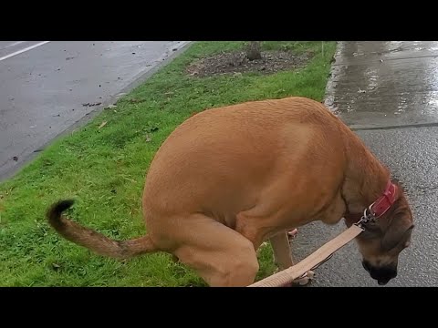 10/29/2024 - Walking the dog with Emmett the dog - YouTube