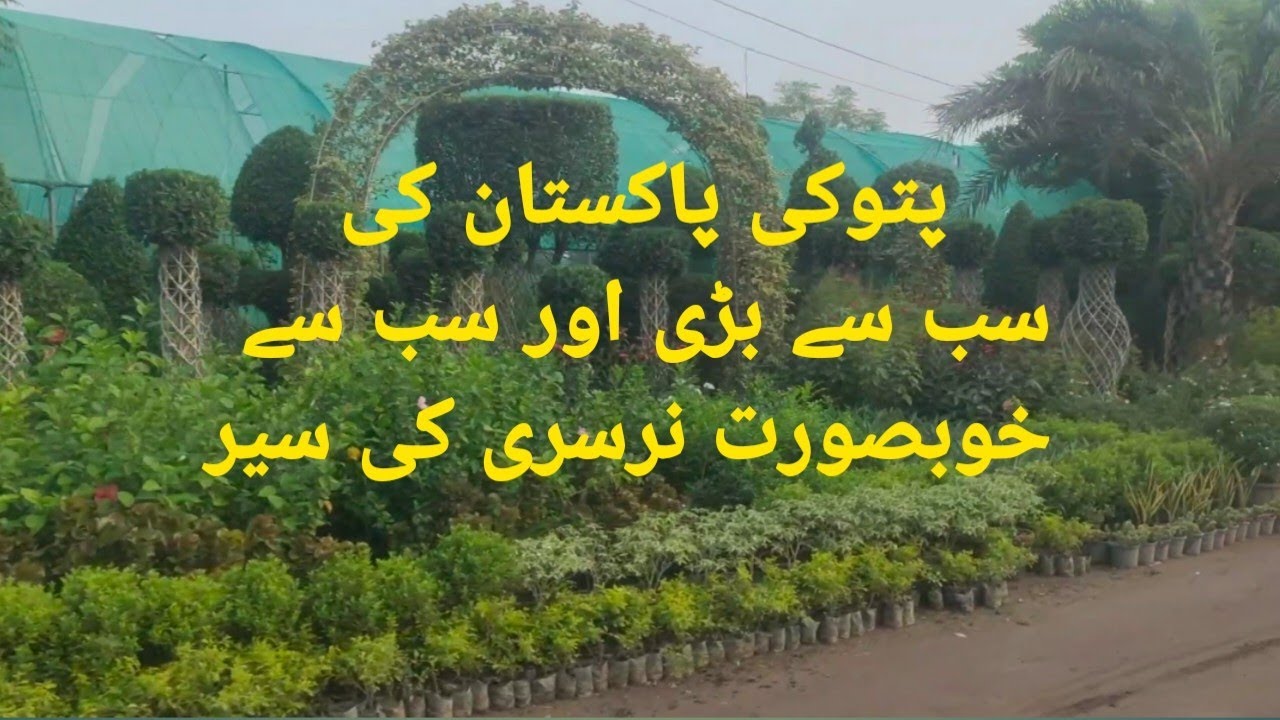 Pattoki Nursery Visit.kitchen gardening time - YouTube