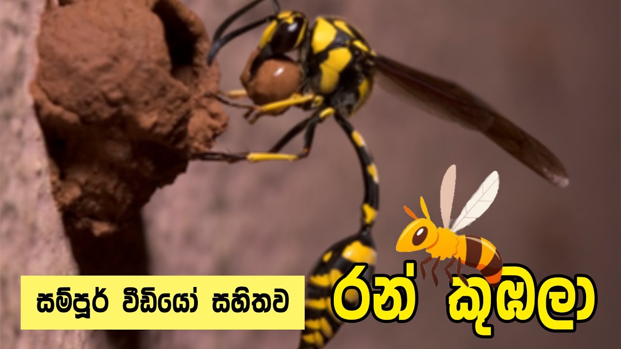 Ran Kubala – රන් කුඹලා || #mk_siththama || සාමාන්‍ය දැනීම (GK) Sinhala ...