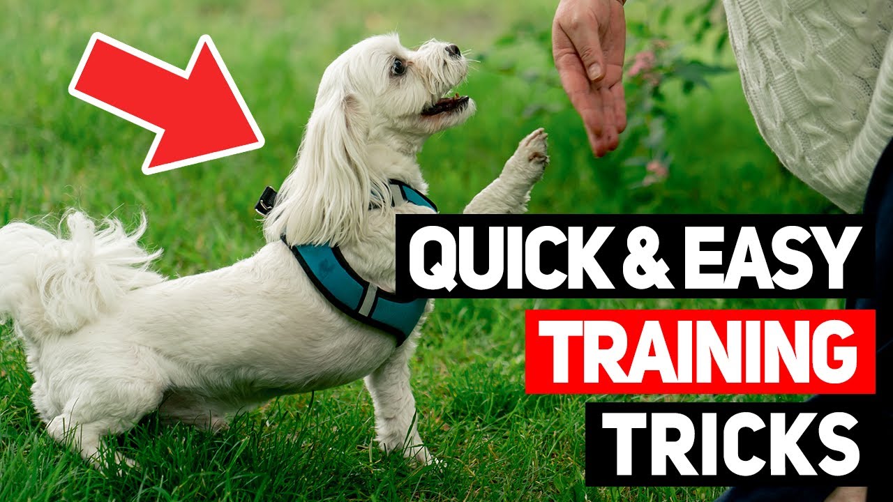 Quick & Easy Dog Training Tricks - YouTube