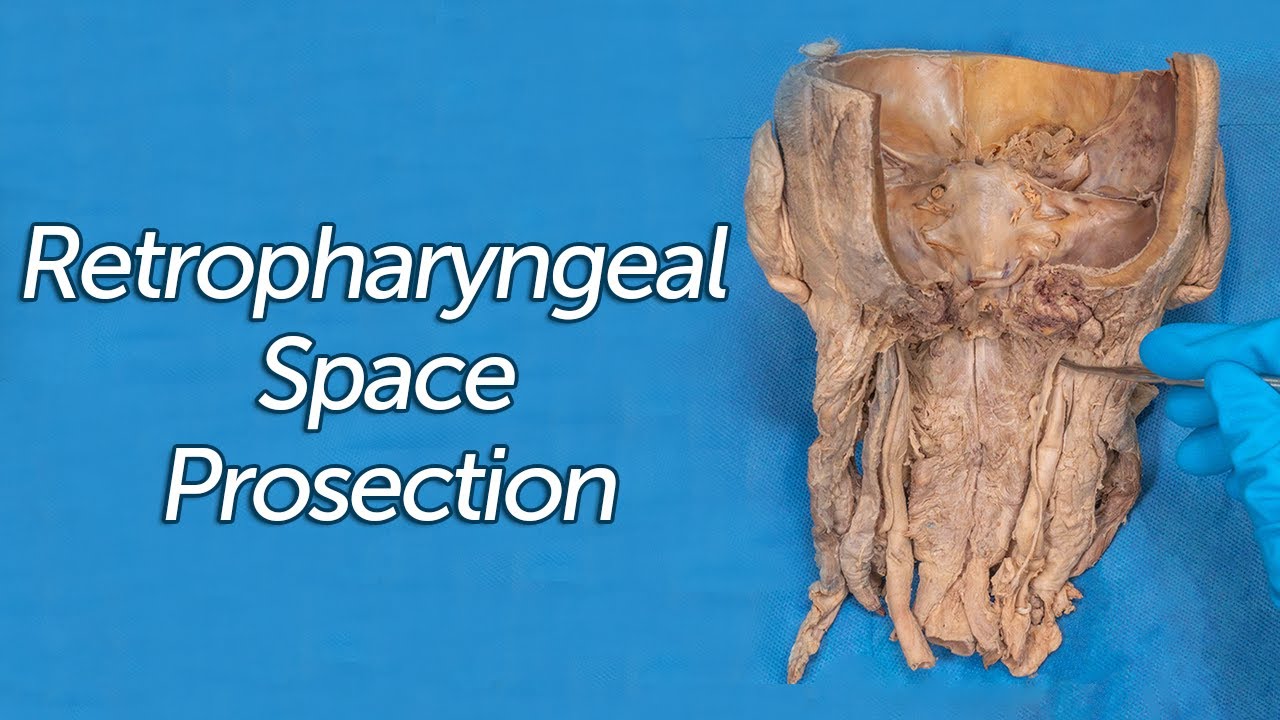 Head & Neck: Retropharyngeal Space Prosection - YouTube