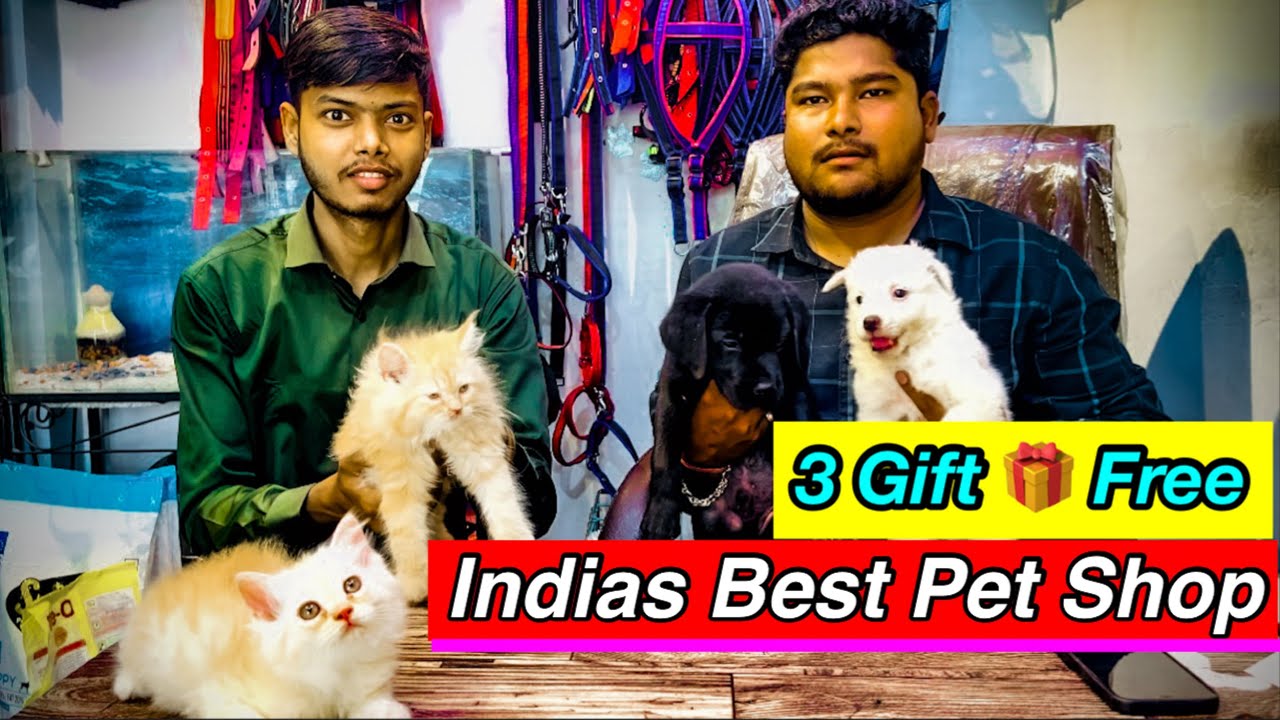 Best Pet Shop in Kanpur / Cheapest Pet Shop in India / Pet Dog Market ...