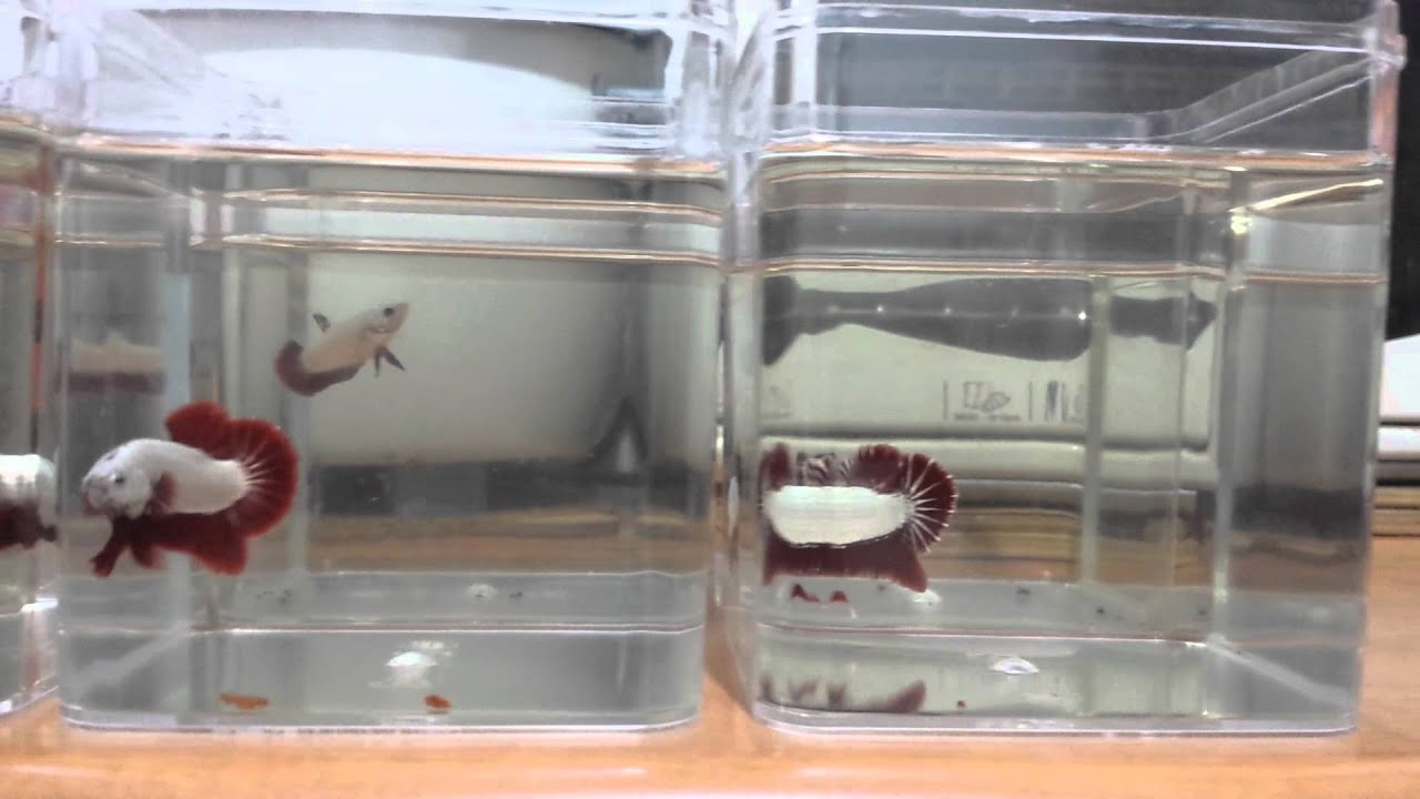 Red dragon series - YouTube