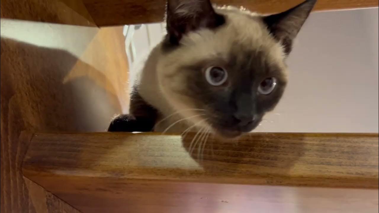 Kot syjamski starego typu - Tajski - Kawa - odc.1 - YouTube