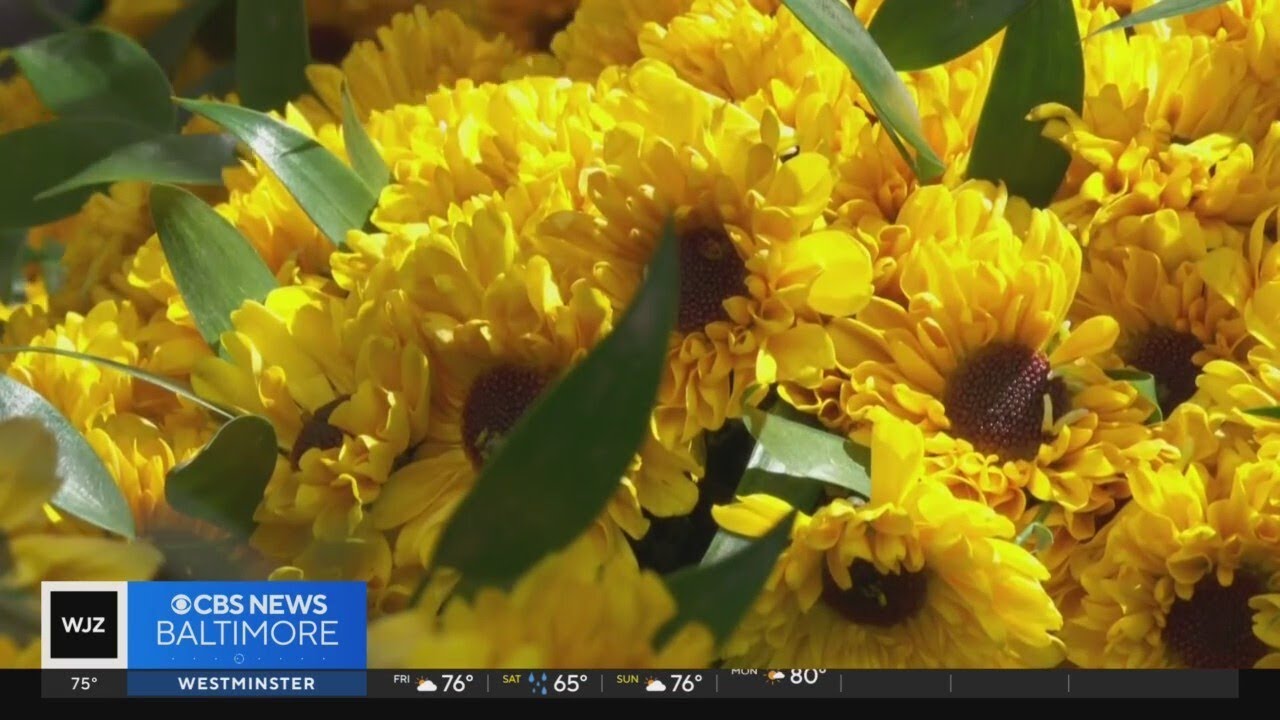 Inside look at makings of Preakness, Black-eyed Susan flower blankets ...