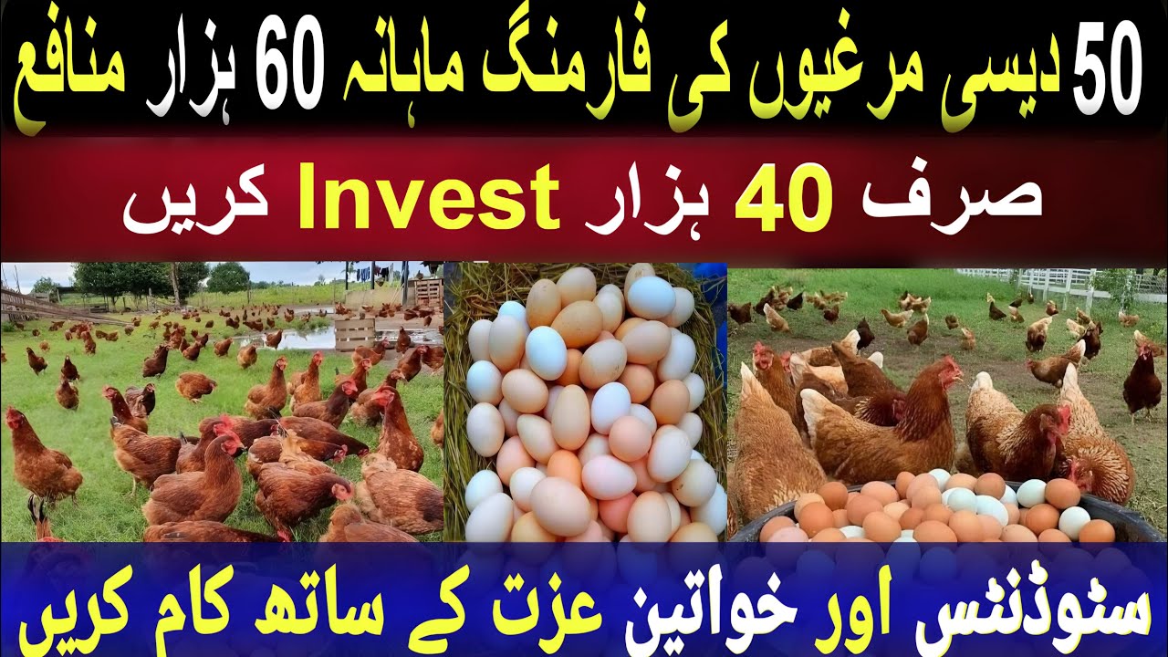 50 Desi Hen Farming In 60,000 Profit in Every Month - YouTube