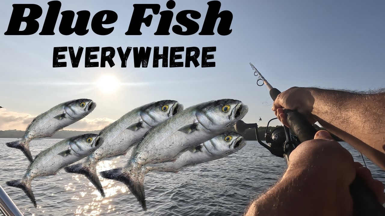 Troll mojo rigs for Gator,🐊 Blue Fish 🐟 - YouTube