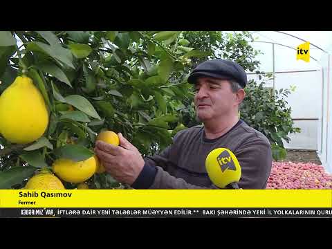 Tovuzun “Alakol limonu”