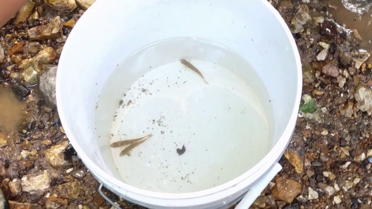 Minnow Trapping - YouTube
