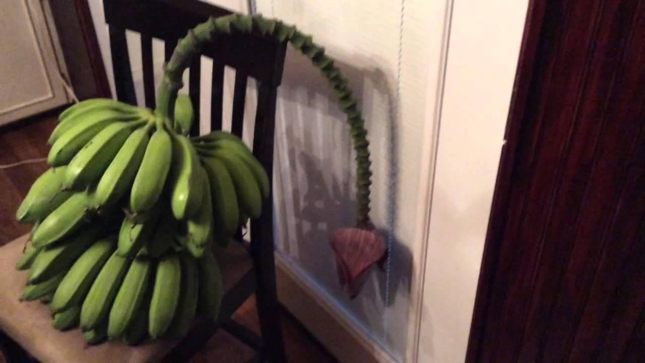 BANANAS, INTELLIGENT DESIGN? or proof of God? - YouTube