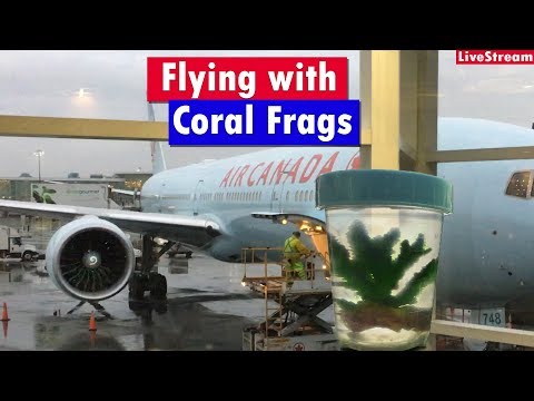 Flying with Live Coral - transporting live coral on an airplane in your ...