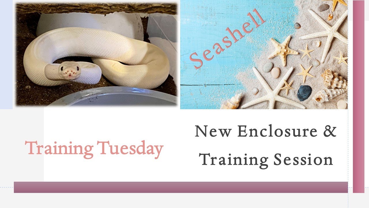 Training Tuesday: Seashell Feature - YouTube