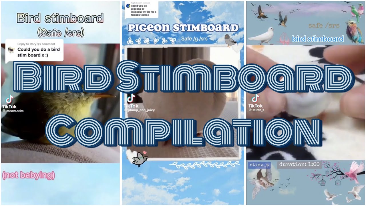 || Bird Stimboard Compilation || (Request by @5quidd) - YouTube