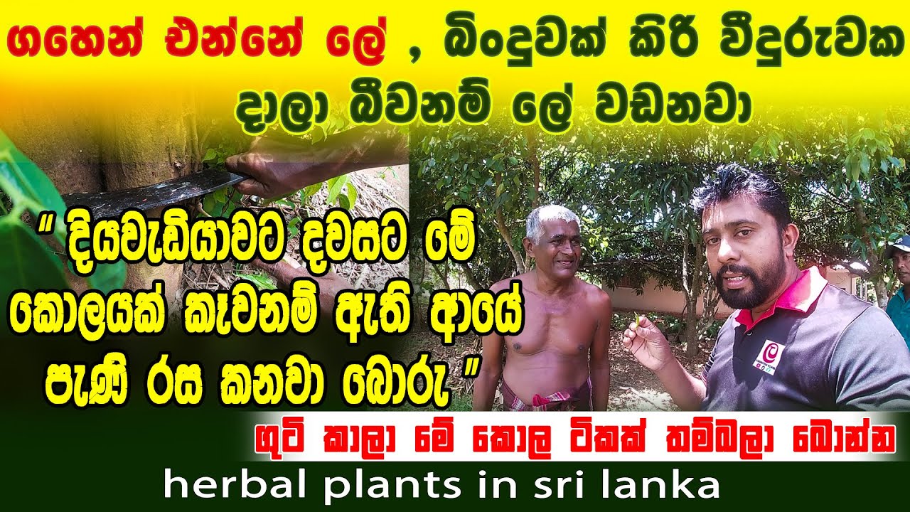 ගහෙන් එන්නේ ලේ | බිංදුවක් කිරි වීදුරුවට දාලා බීවොත් ලේ වඩනවා | herbal ...