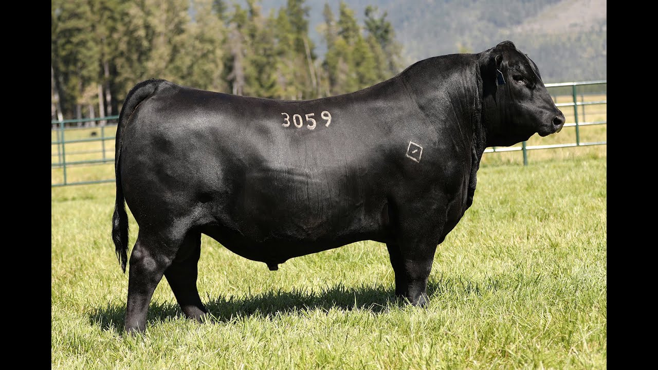 Lot 32 - Montana Lasso 3059 - YouTube