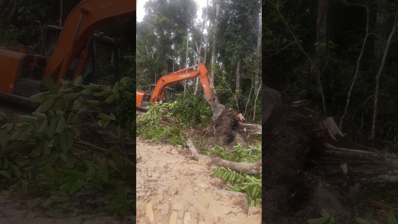 DETIK2 EXCA HITACHI MENEBANG KAYU BESAR - YouTube