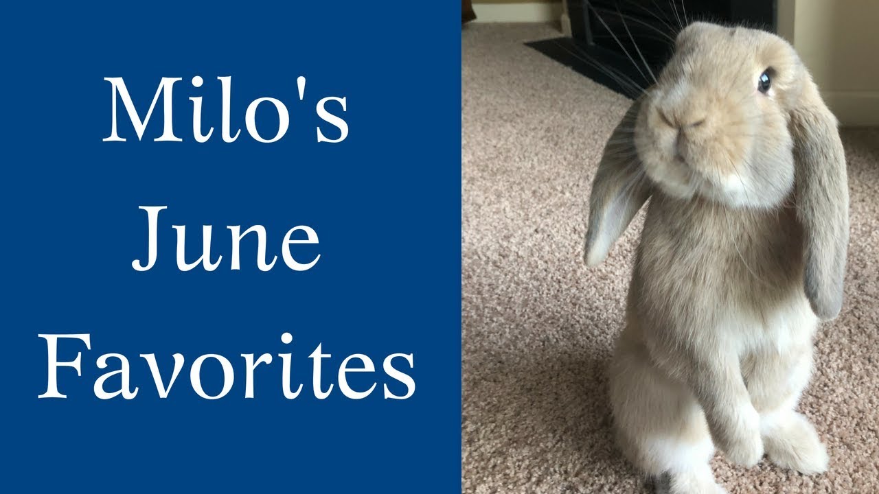 Best Rabbit Supplies : Milo's Favorites - YouTube