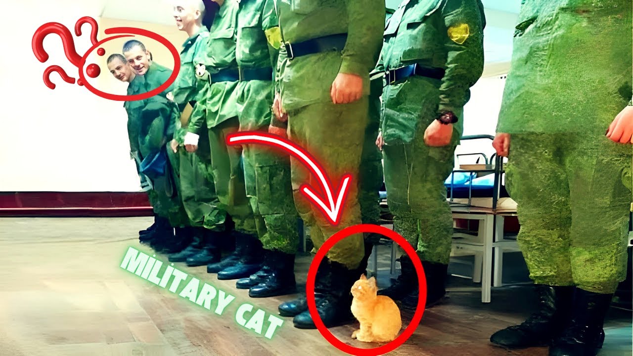 First Day in the Army: 'Sir, Meow! 😼#cat #funny - YouTube