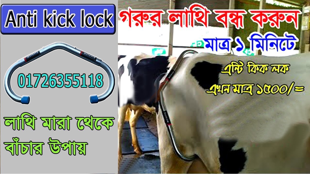 #anti_kick_bar | গরু লাথি মারা বদ্ধ করার পদ্ধতি | #anti_kick_lock / cow ...