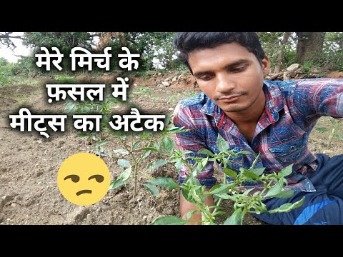 मीट्स अटैक मेरे मिर्च की फ़सल में।mites attack in chilli crop - YouTube