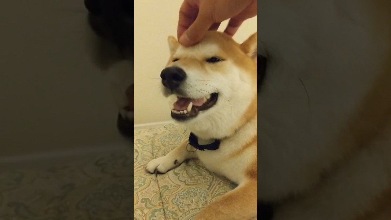 Learn how to make a Shiba Inu Smile 😍 #shiba #smile #viralshorts # ...