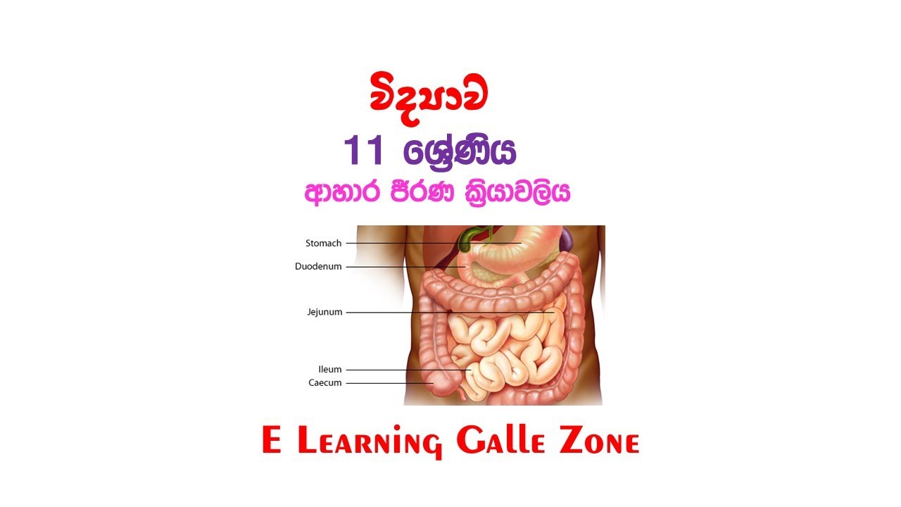 FOOD DIGESTIVE SYSTEM GRADE 11 - YouTube