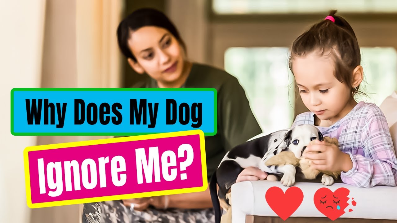 What's Up With My Dog Ignoring Me? - YouTube