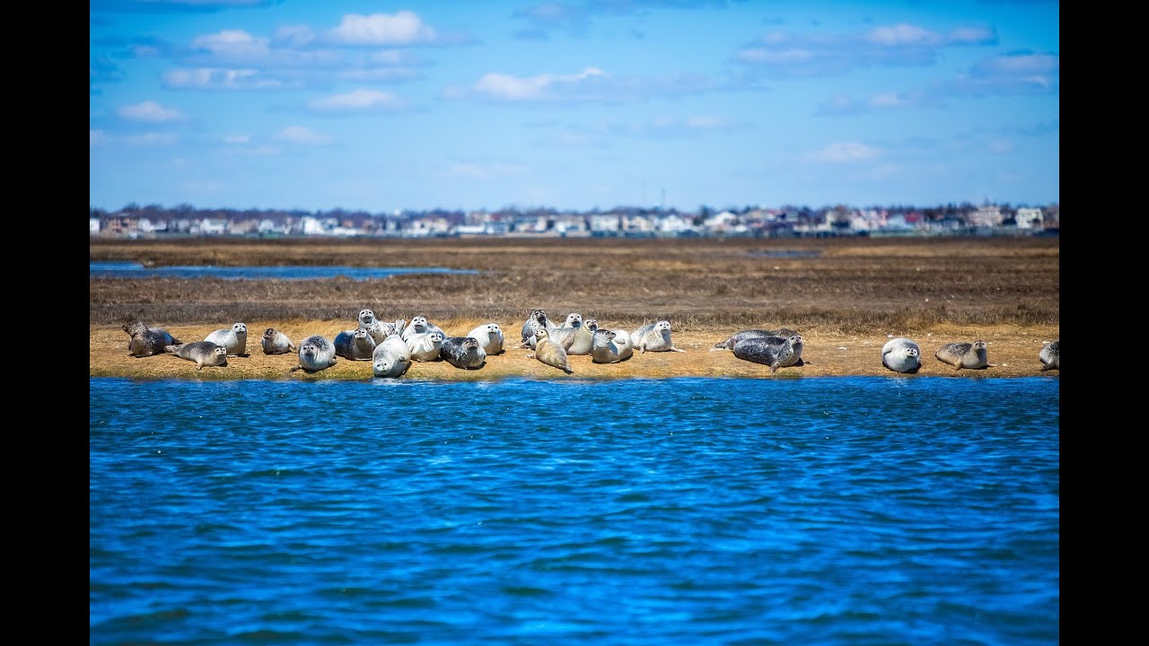 Sea Lions Basking in the Sun and Catching Fish on the Pier. - YouTube