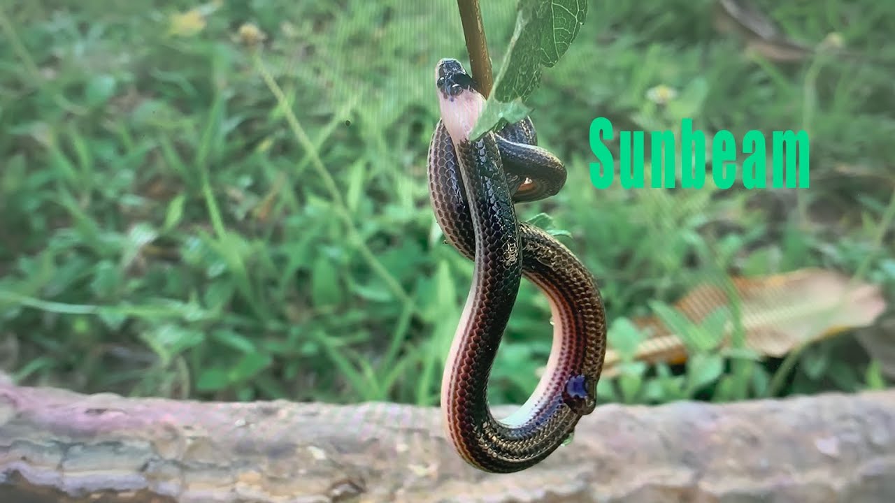 Sunbeam Snake | Little baby sunbeam | Little snake sunbeam | Harmless ...