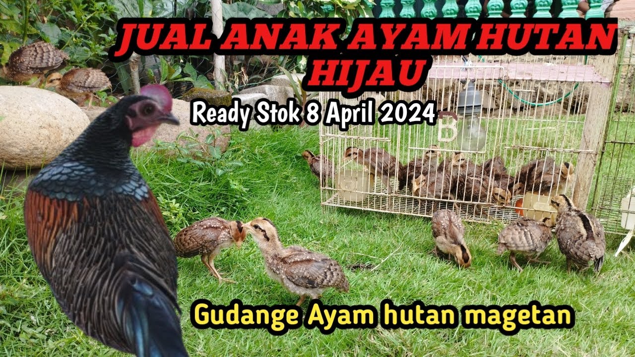 JUAL ANAKAN AYAM HUTAN HIJAU// AYAM ALAS 8 APRIL 2024 - YouTube