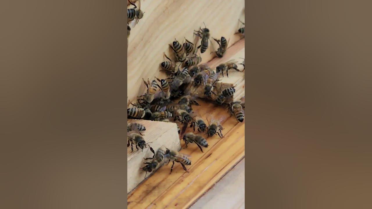 happy honey bee Mornings - YouTube